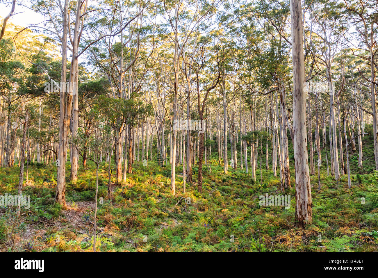 Karri trees growing in Boranup Forest in Leeuwin Naturaliste National ...