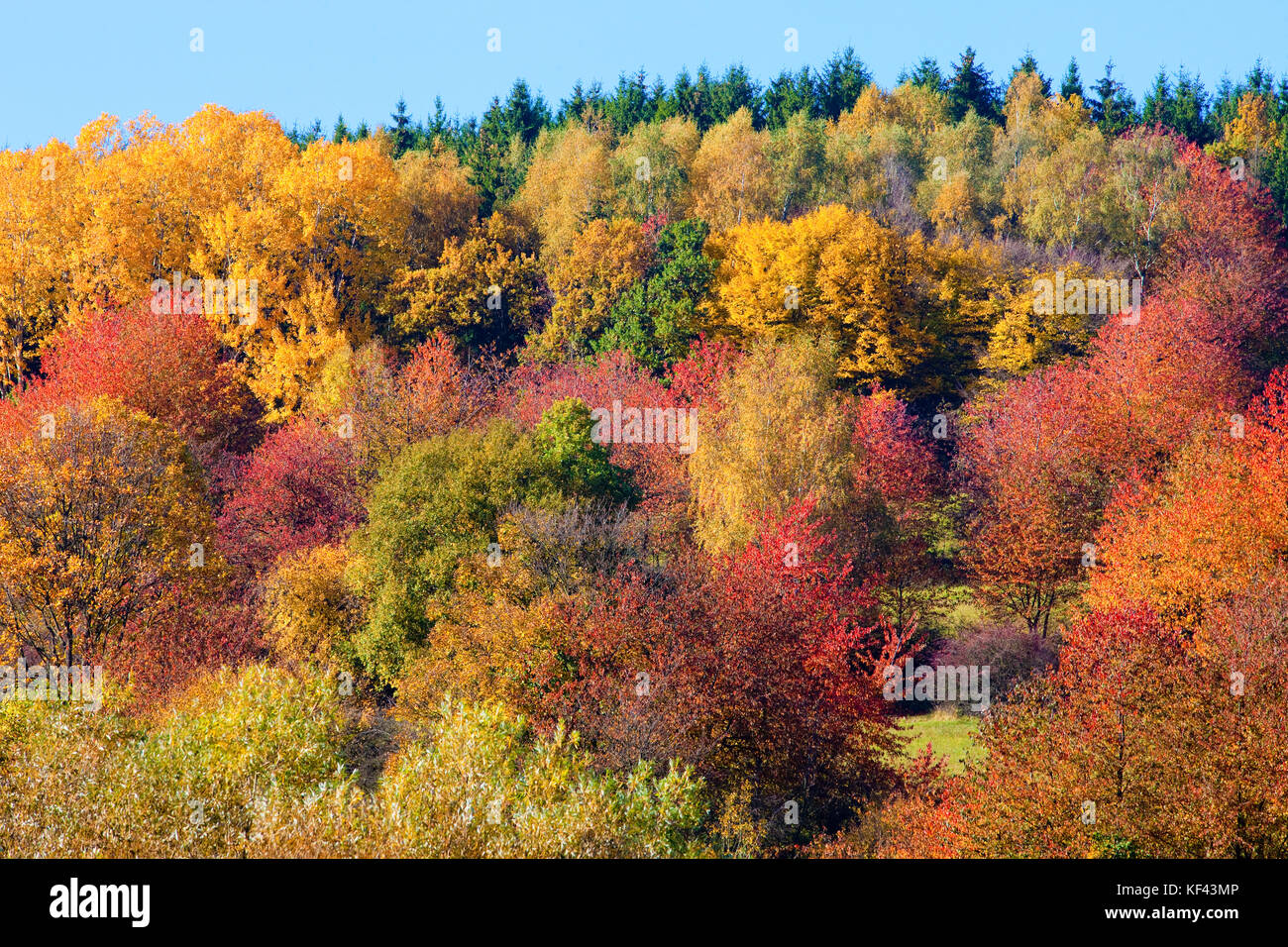 Czech Republic, Bohemia - Colors of Autumn Leafs in Forest Stock Photo ...