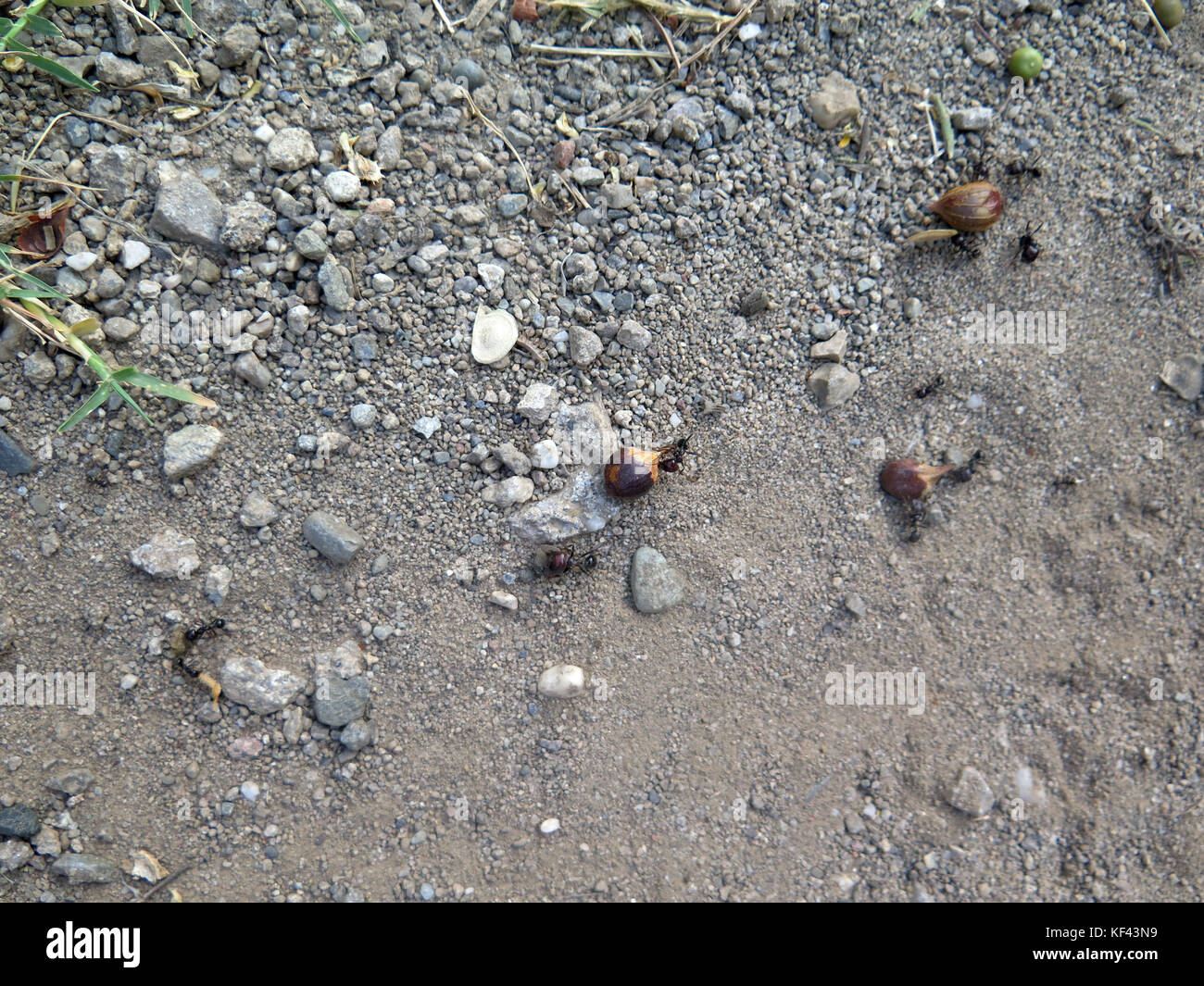 Ants dragging large seed pods over rough ground Stock Photo - Alamy