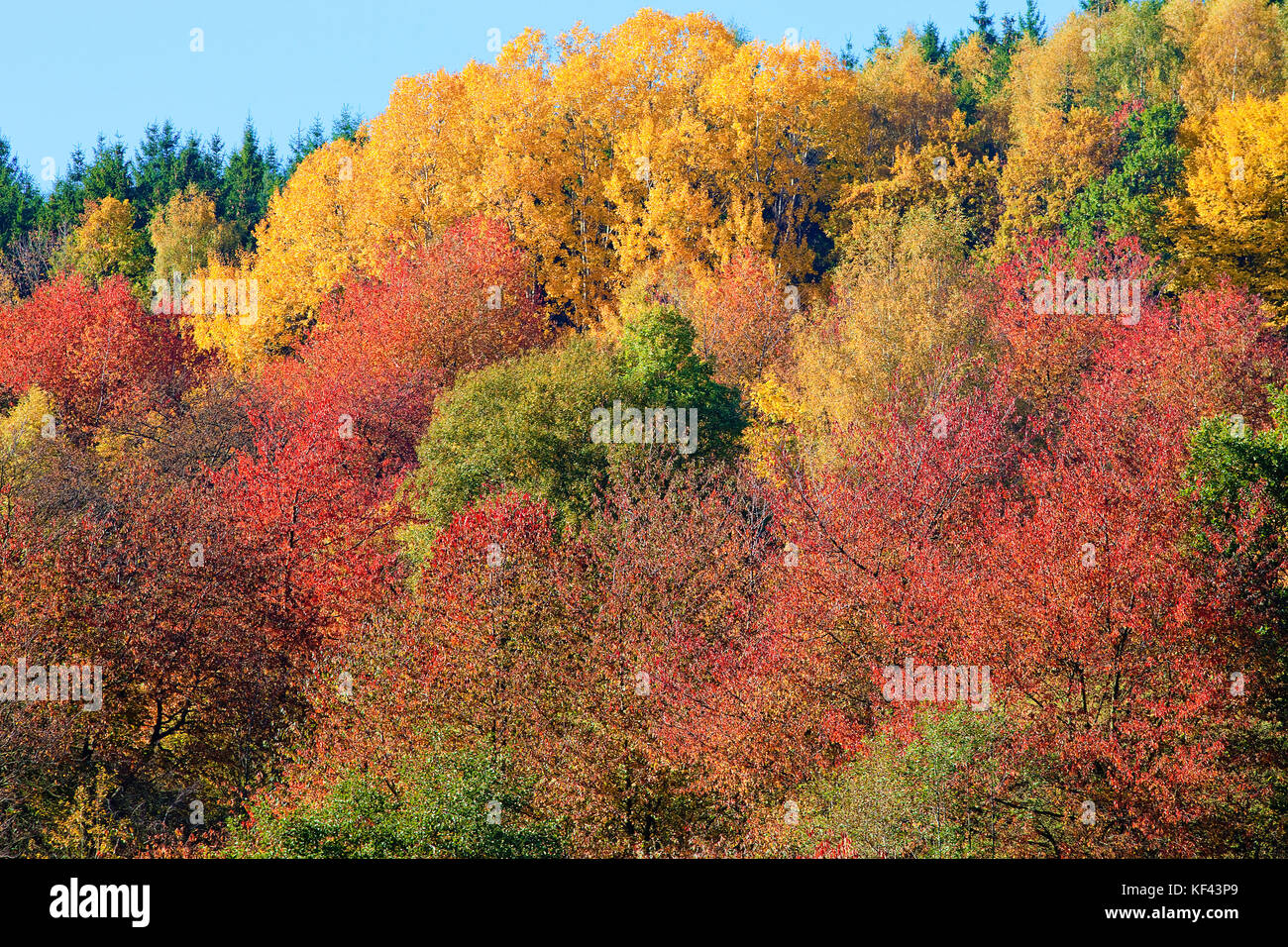 Czech Republic, Bohemia - Colors of Autumn Leafs in Forest Stock Photo ...