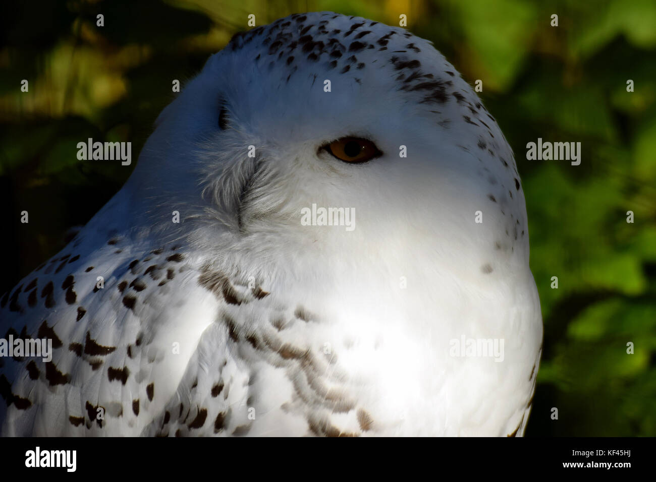 Snowy owl face hi-res stock photography and images - Alamy