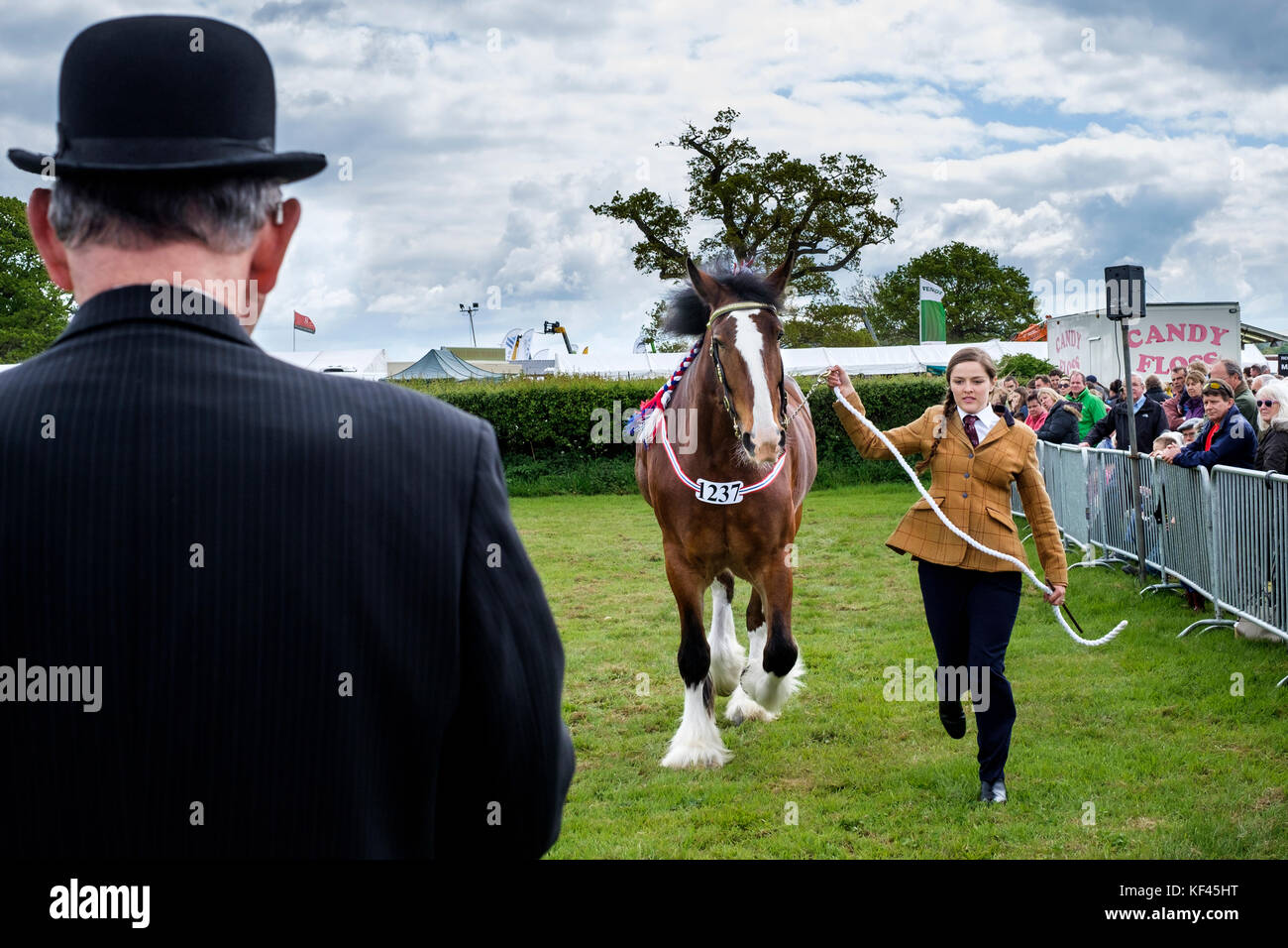 Shire horse show hi-res stock photography and images - Alamy