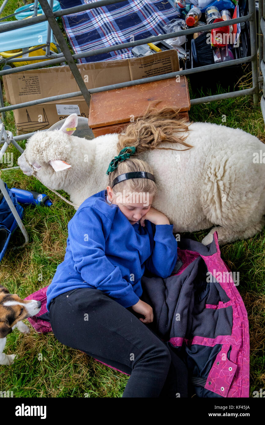 Young girl asleep resting on her sheep North Somerset Show Stock Photo ...