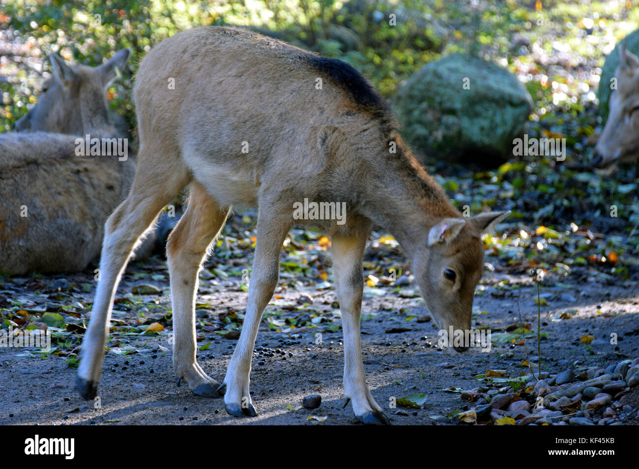 Asian deer species hi-res stock photography and images - Alamy
