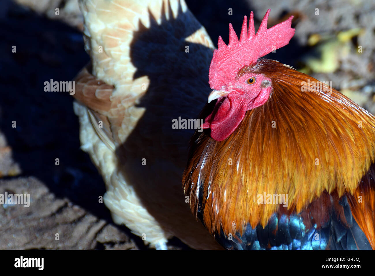 Close up of rooster. Side view horizontal image Stock Photo - Alamy