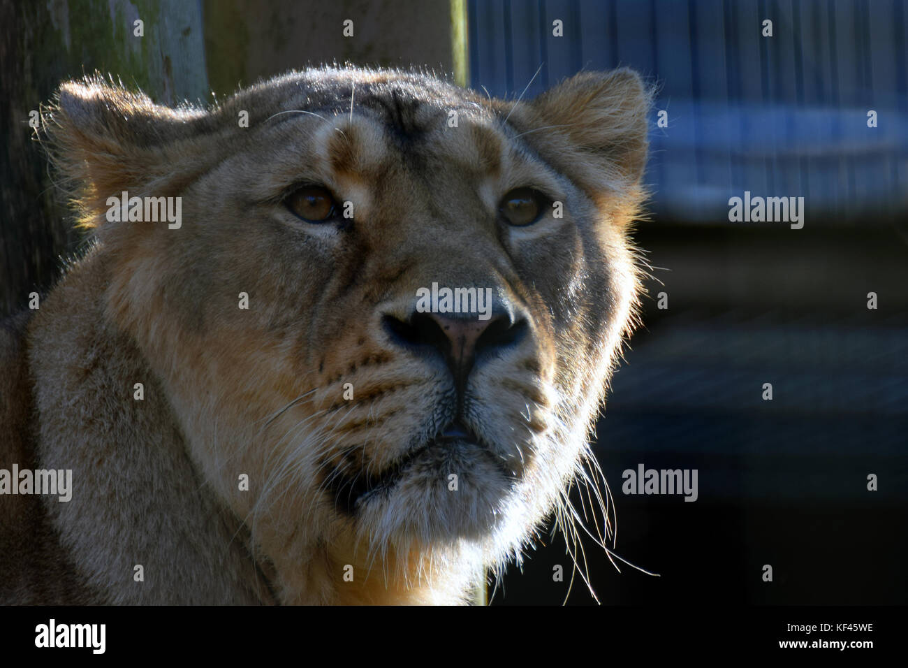 Lioness. Close up of female Asiatic lion (Panthera leo persica) head ...