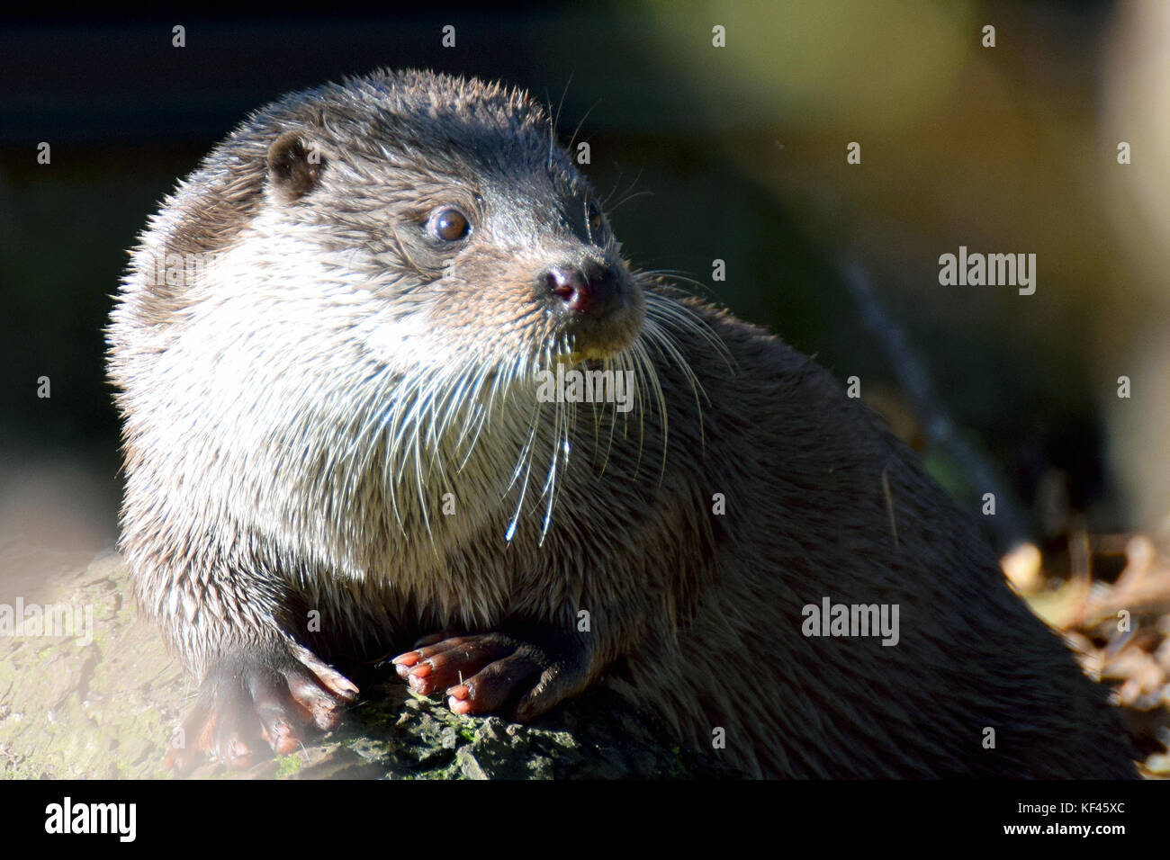 Eurasian otter (Lutra lutra), also known as the European, Eurasian ...