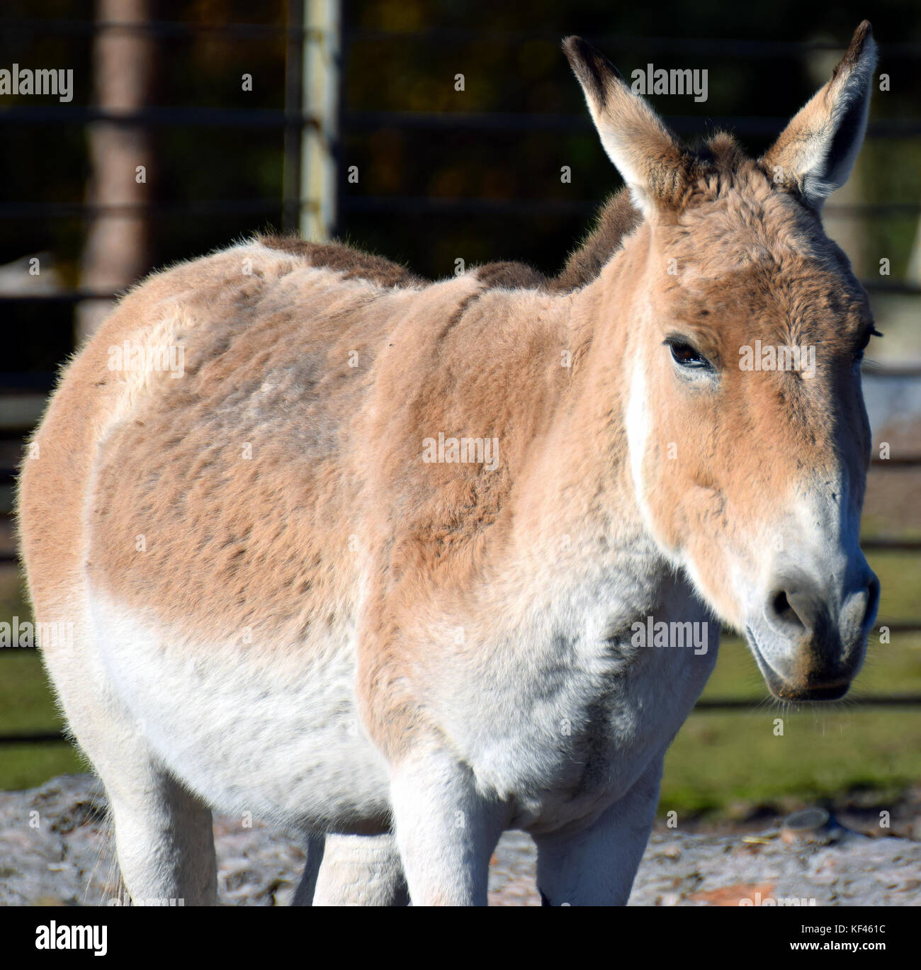 Turkmenian kulan (Equus hemionus kulan), also called Transcaspian wild ...
