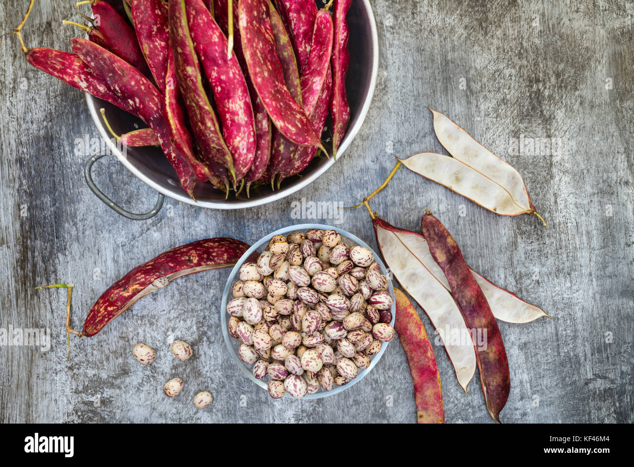 Podding fresh borlotti beans in the kitchen Stock Photo - Alamy