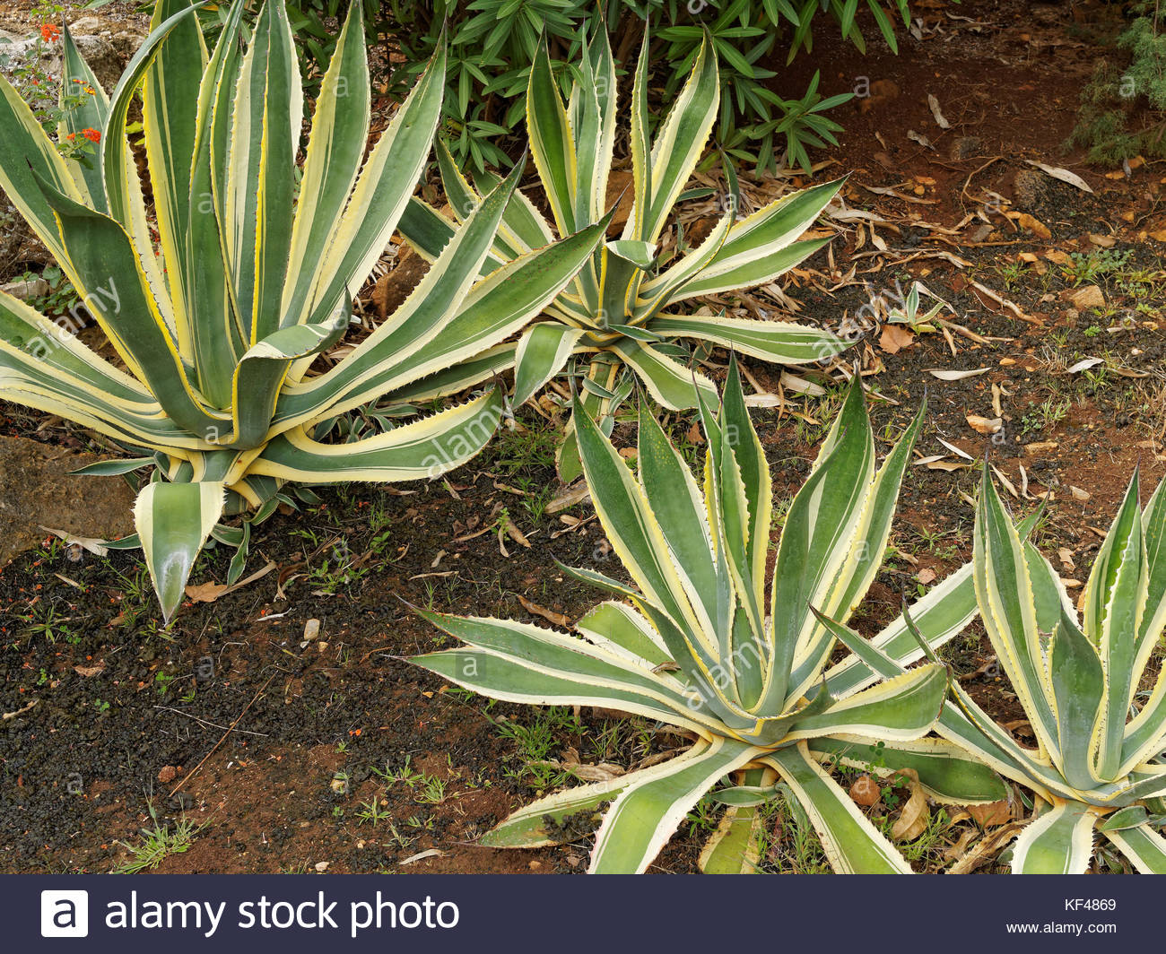 Agavaceae Stock Photos & Agavaceae Stock Images - Alamy