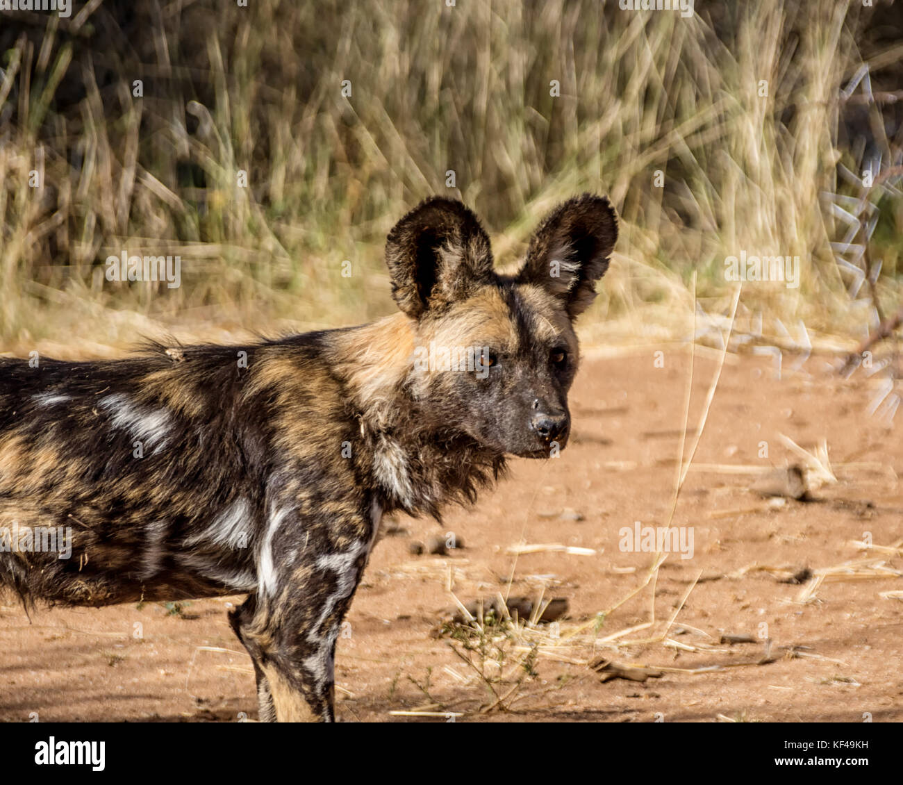 An African Wild Dog in Namibian savanna Stock Photo - Alamy