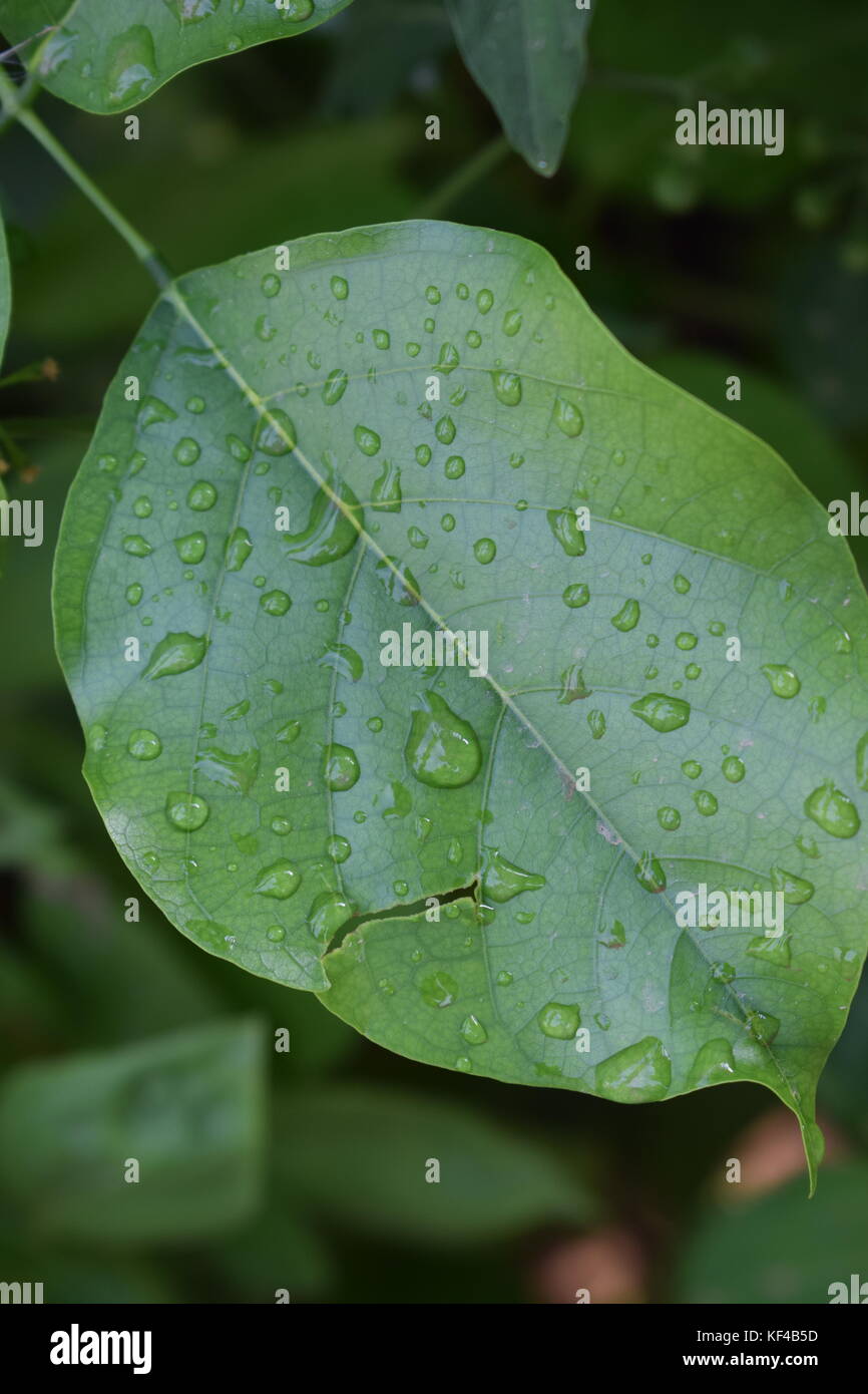 water drop on leaf Stock Photo - Alamy