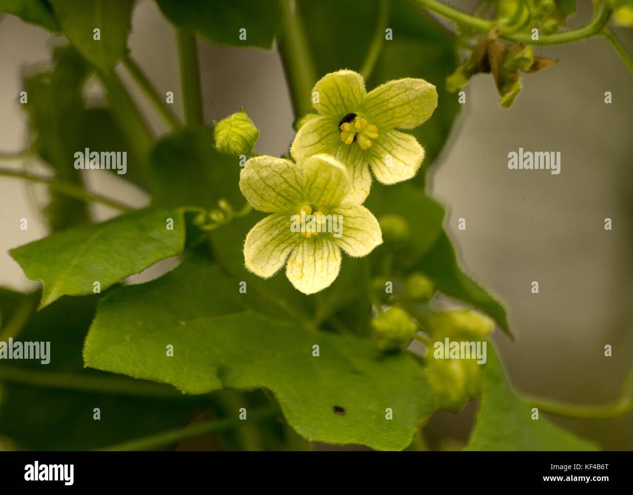 Bryonia Cretica High Resolution Stock Photography and Images - Alamy