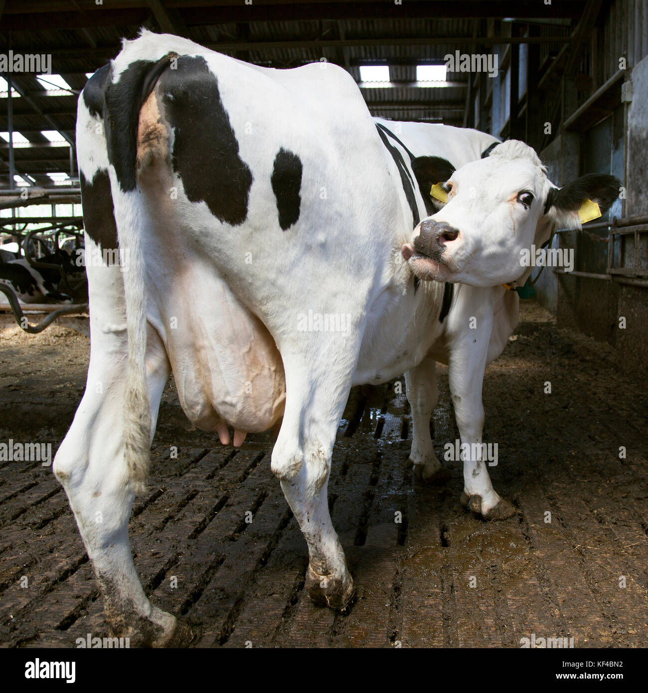 Cow bum hi-res stock photography and images - Alamy