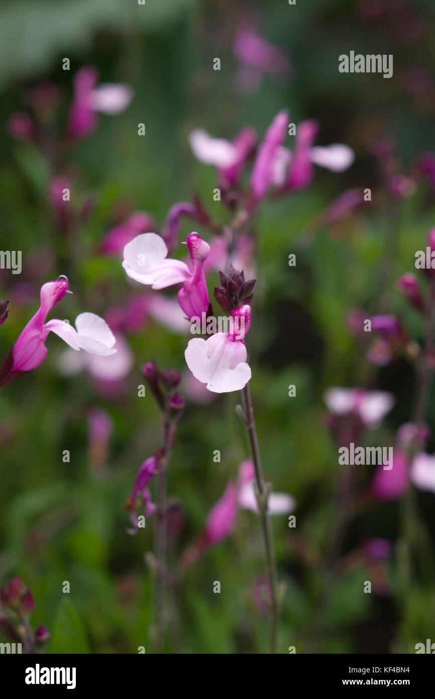 Salvia 'Dyson's Joy' Stock Photo - Alamy