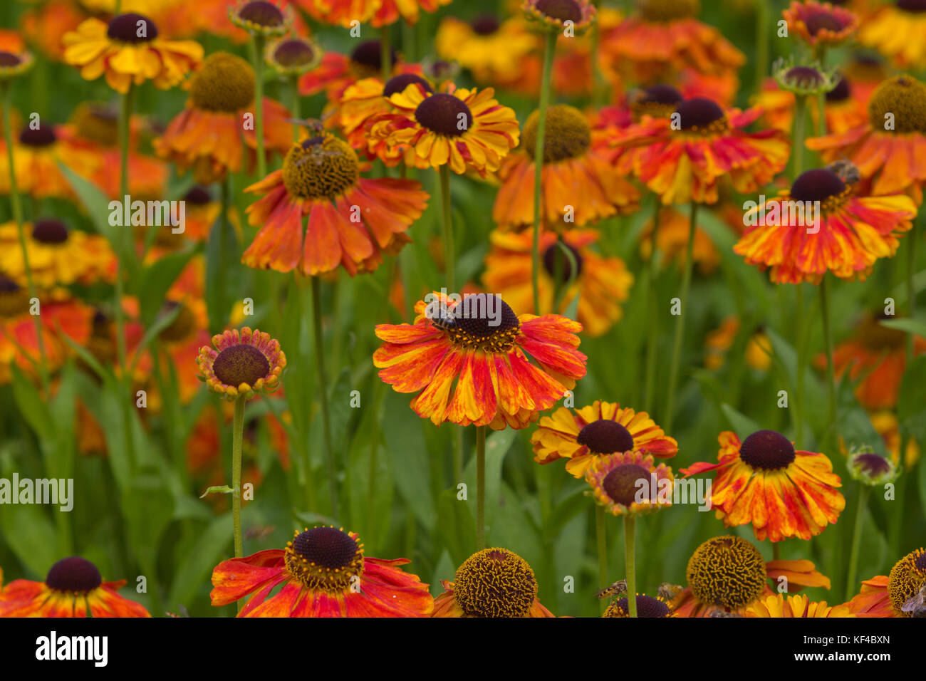 Helenium 'Sahin's Early Flowerer' Stock Photo - Alamy