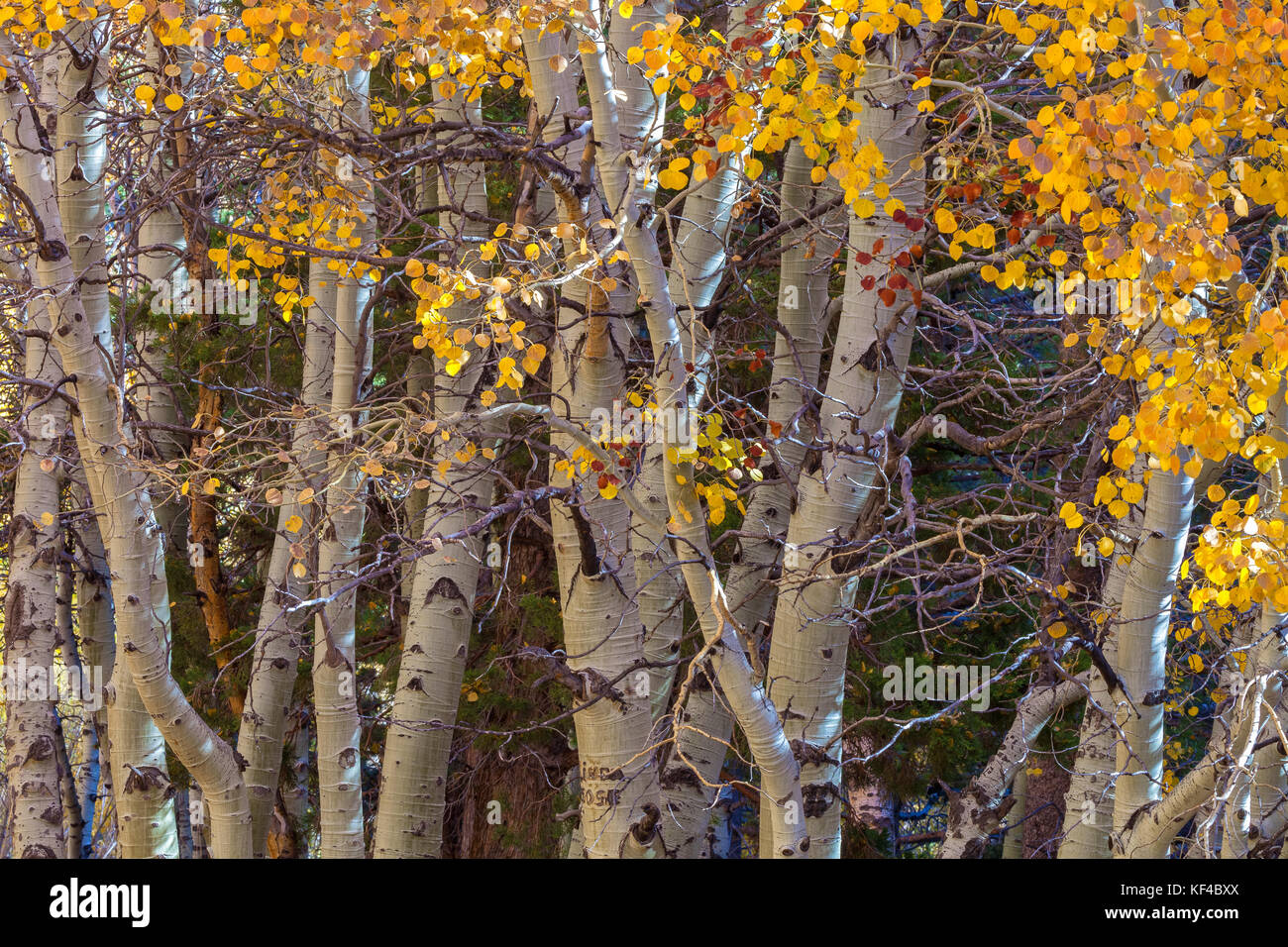 Aspen trees (Populus tremuloides) in their fall foliage, June Lake Loop ...