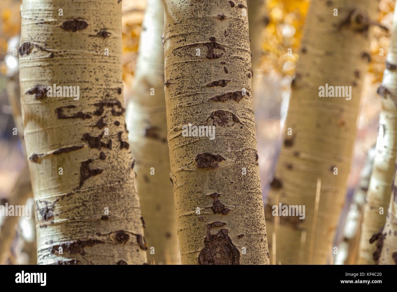 Close up of the aspen trees trunks (Populus tremuloides), and the fall ...