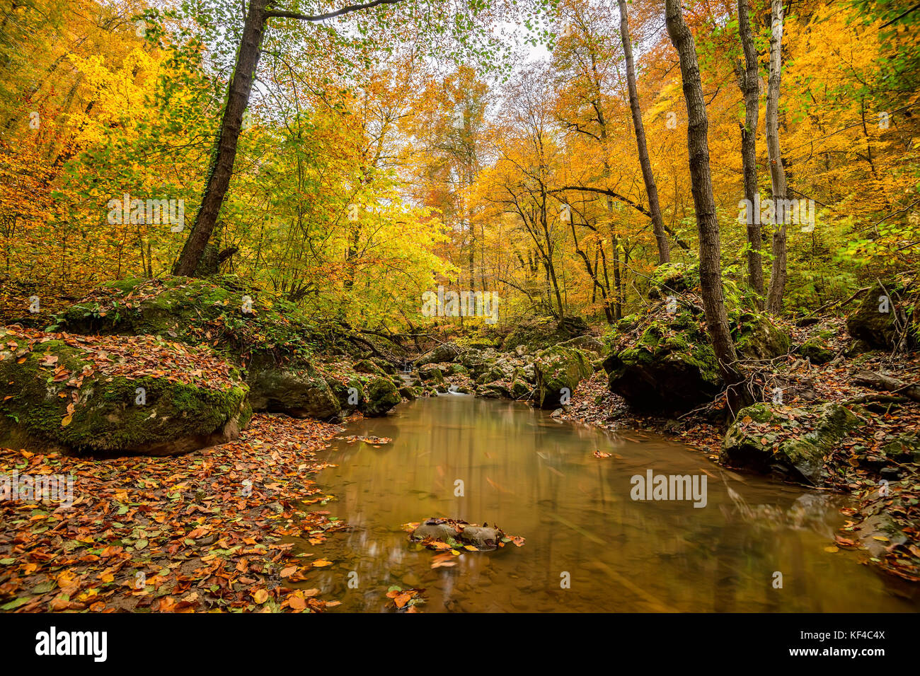Autumn forest with creek Stock Photo - Alamy