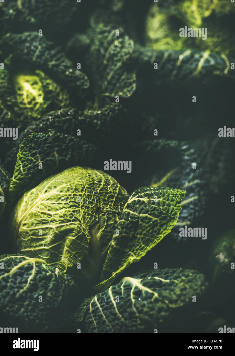 Raw fresh green cabbage texture and background, vertical composition ...