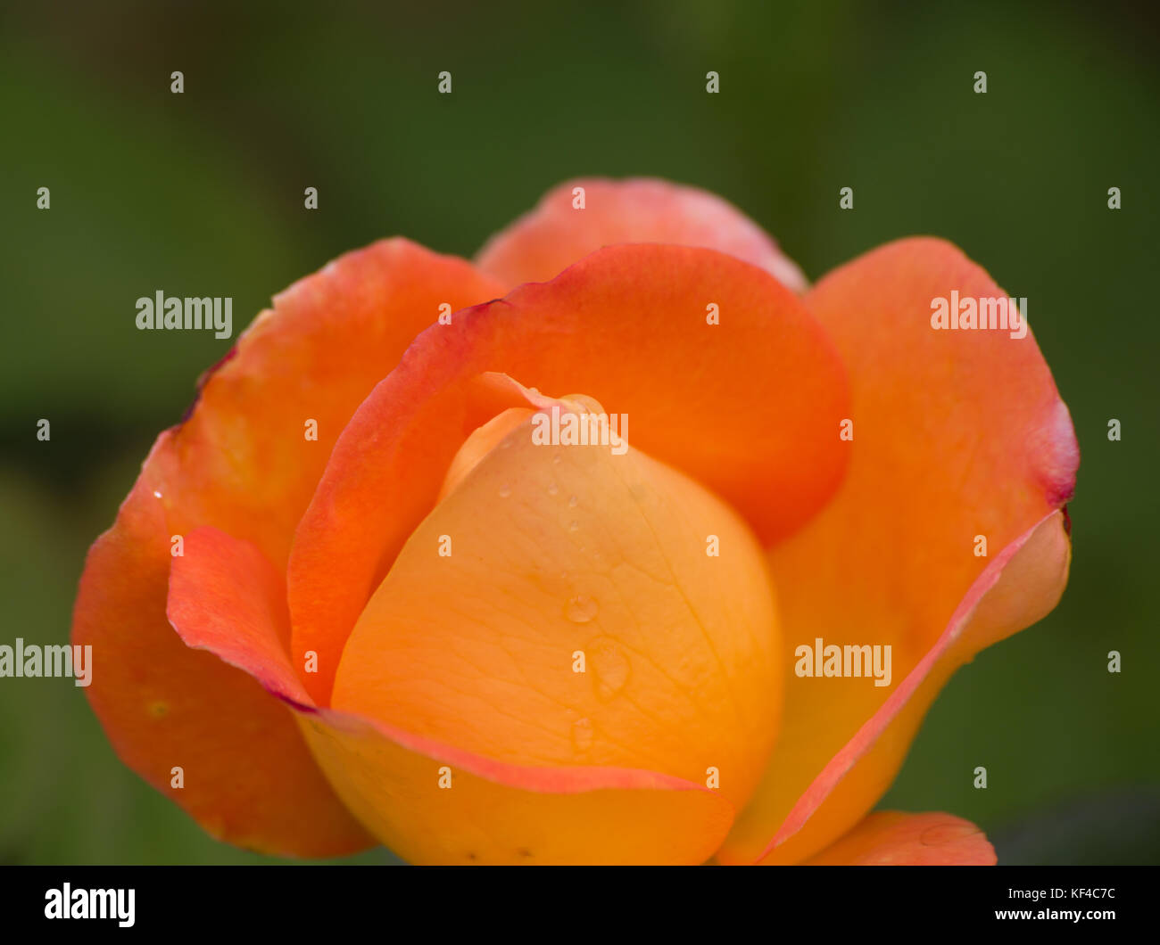 Southampton garden hi-res stock photography and images - Alamy