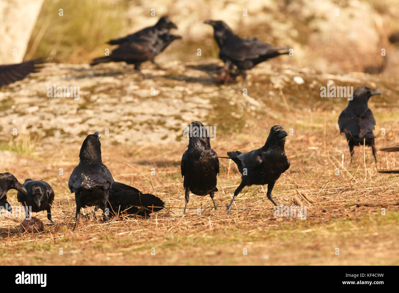 Group of black crows in the nature Stock Photo - Alamy
