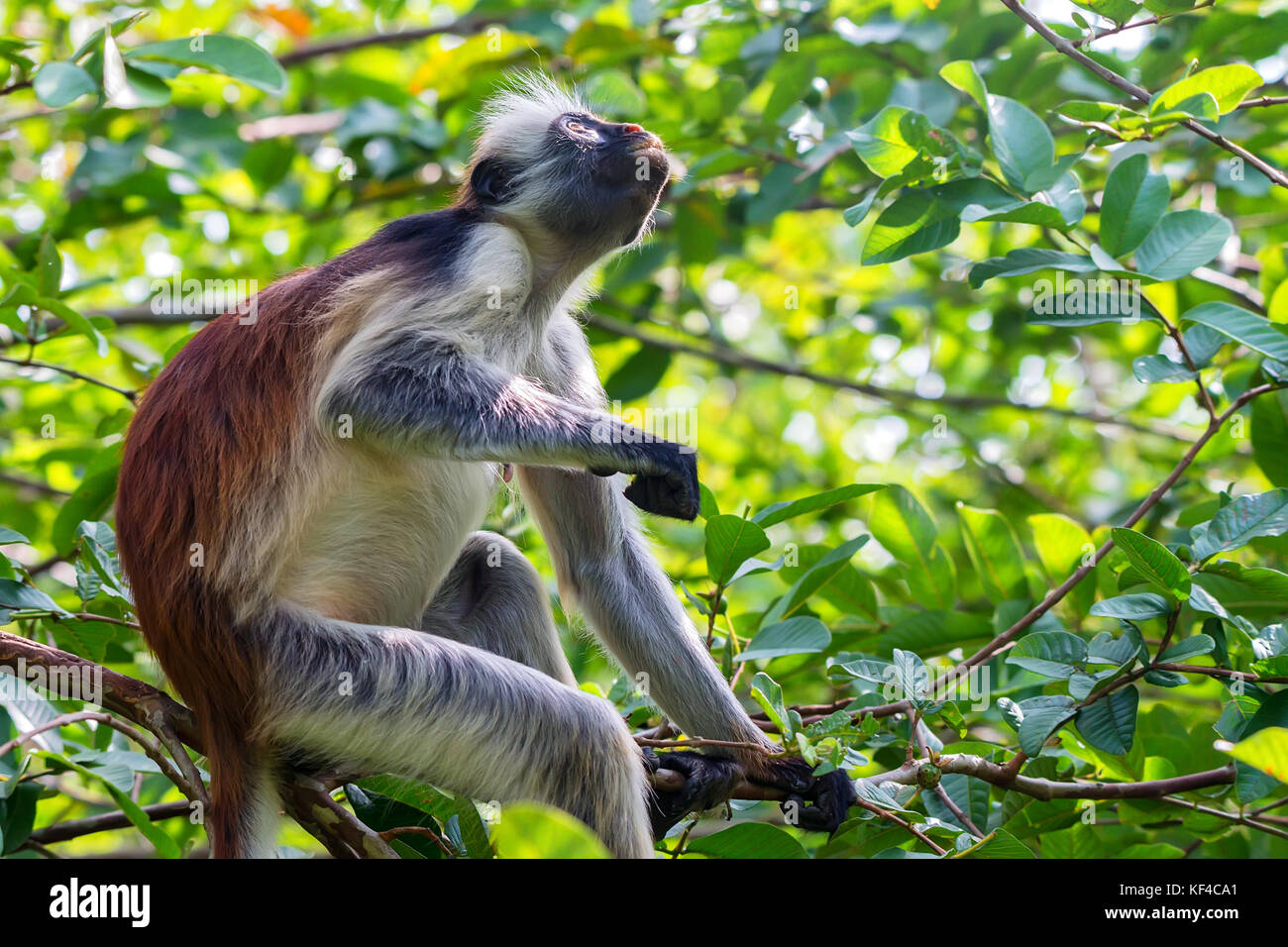 Zanzibar red colobus or Procolobus kirkii Stock Photo - Alamy
