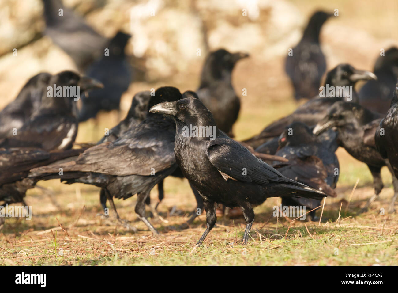 Group of crows hi-res stock photography and images - Alamy