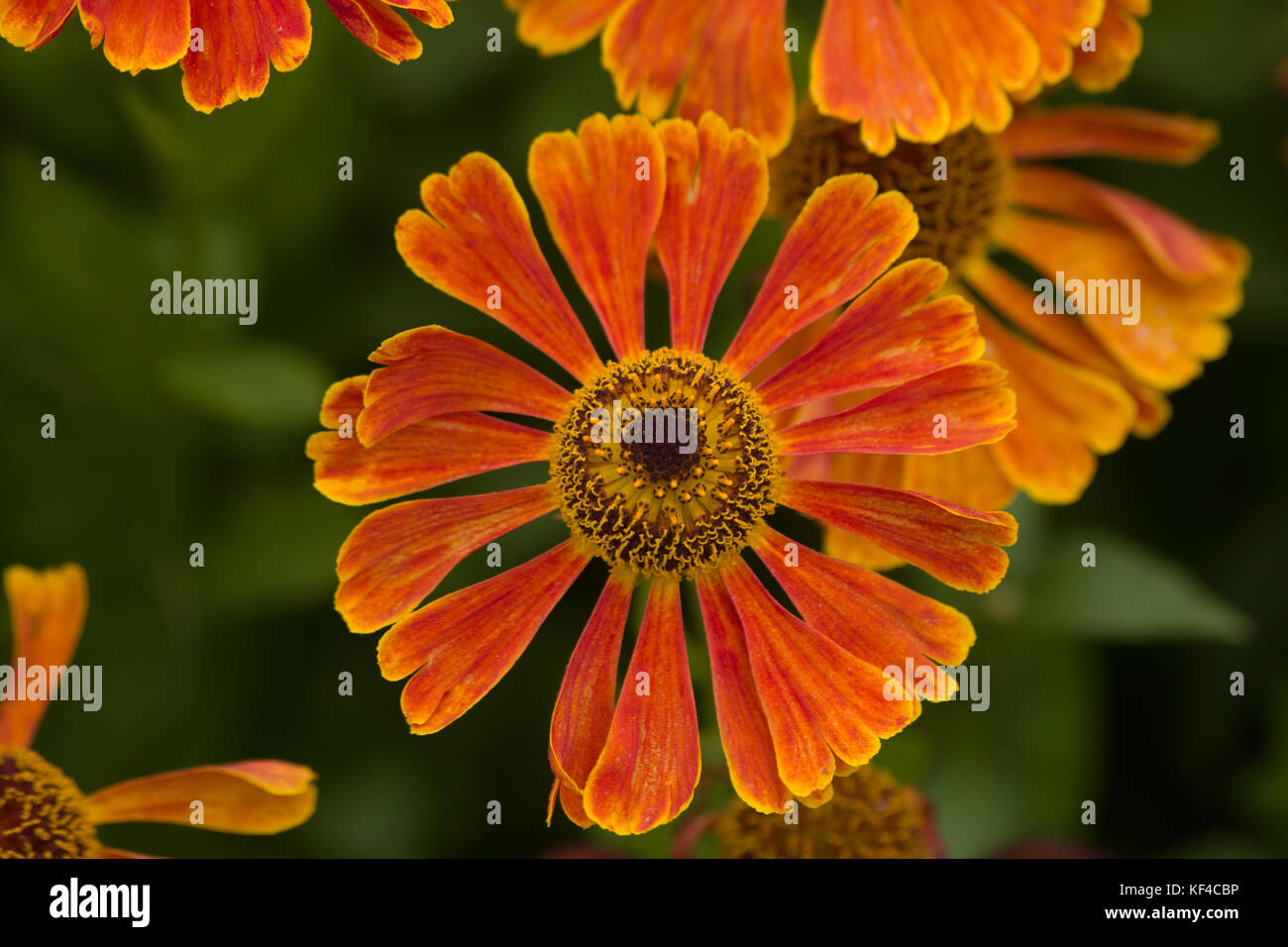 Gilded dwarf hi-res stock photography and images - Alamy