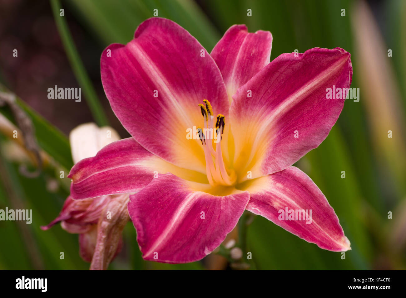 Pink cheeks hi-res stock photography and images - Alamy