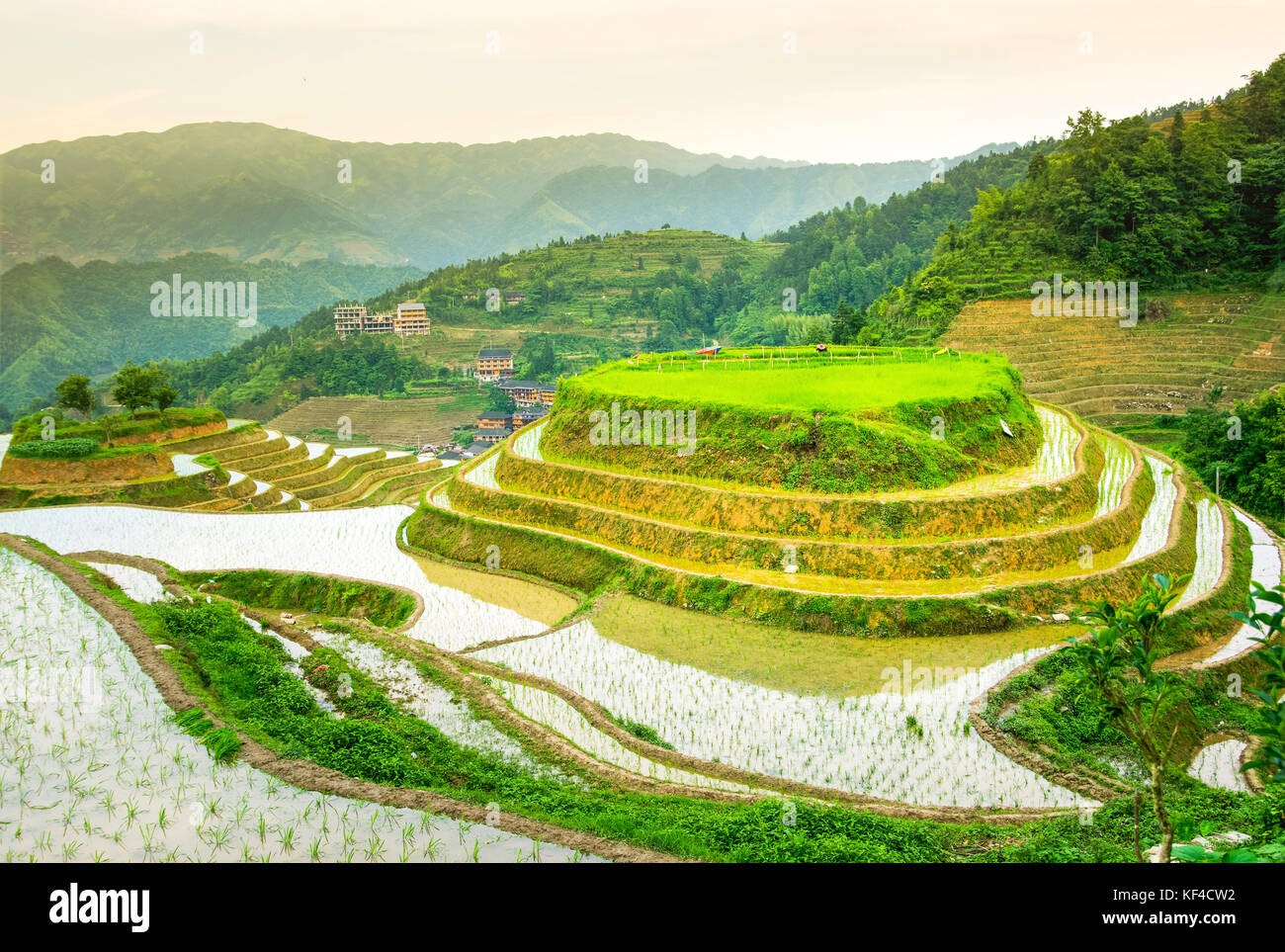 Terraced rice fields plantations in Longsheng, southern China Stock ...