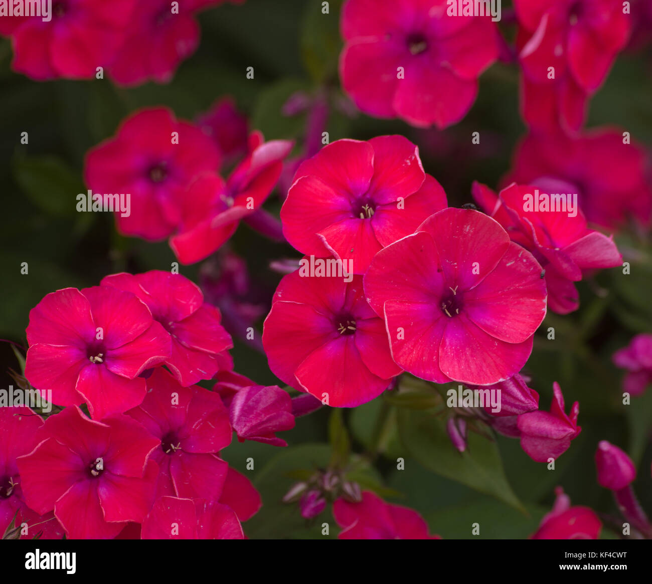 Phlox paniculata Flame 'Coral Flame' Stock Photo - Alamy