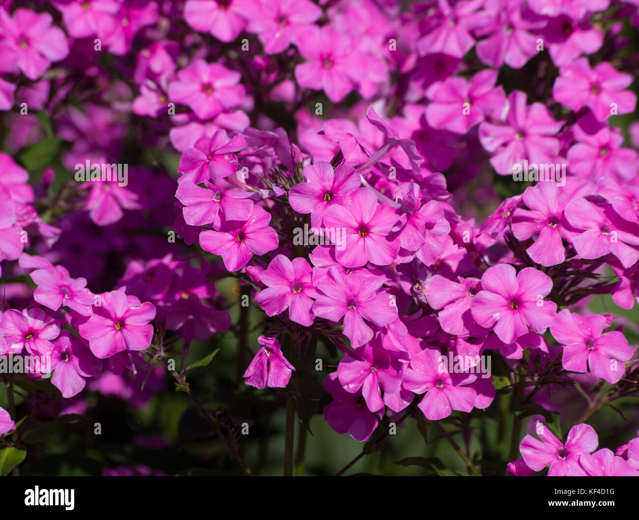 Star phlox hi-res stock photography and images - Alamy