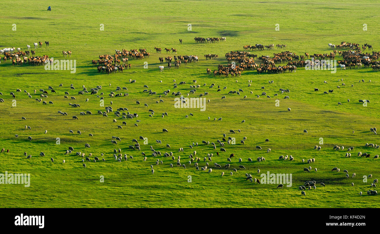 Bashang grassland of Hebei Province,China Stock Photo - Alamy