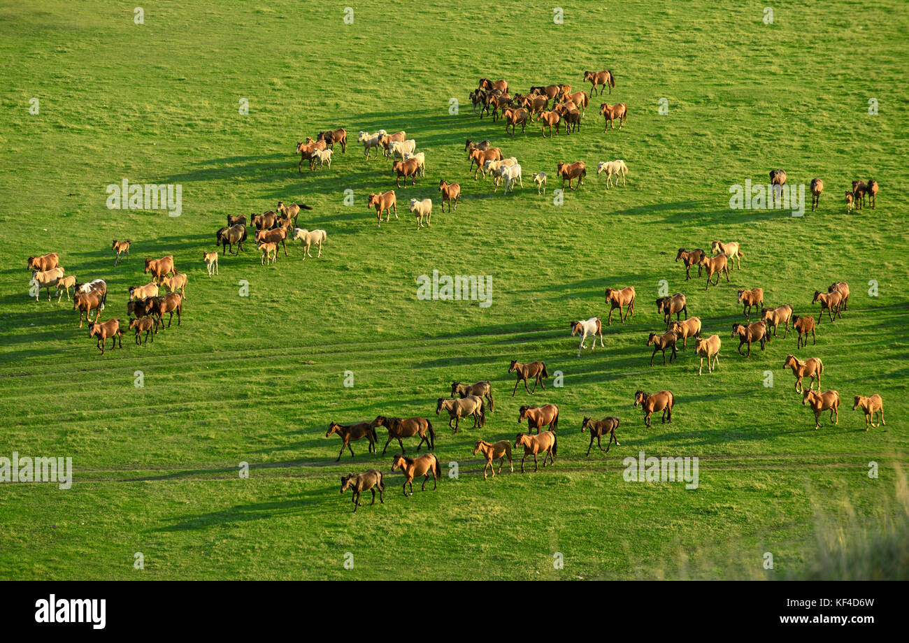 Bashang grassland of Hebei Province,China Stock Photo - Alamy