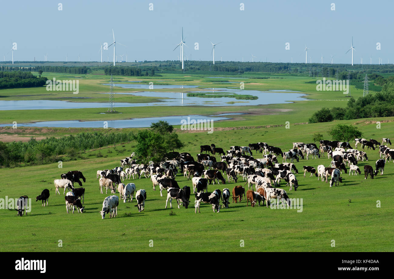 Bashang grassland of Hebei Province,China Stock Photo - Alamy