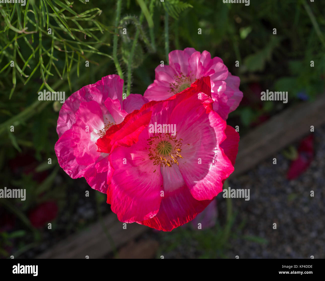 Pink Shirley Poppy Stock Photo - Alamy