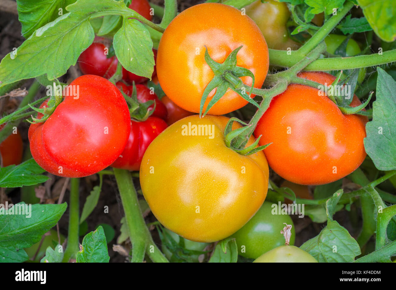 Tomatoes on plant at local farm with different maturation stage ...