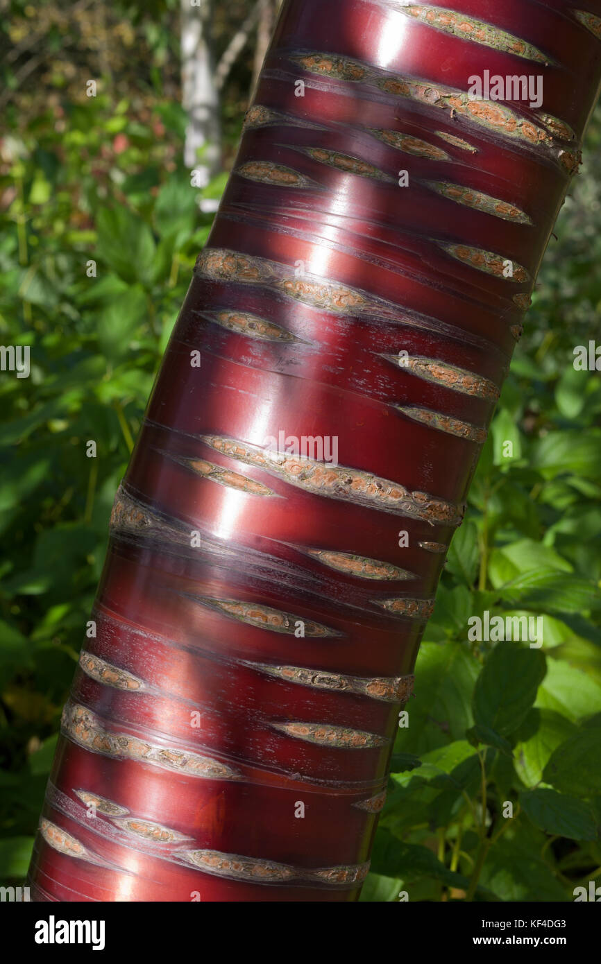 Prunus Serrula Tree Bark Stock Photos & Prunus Serrula Tree Bark Stock ...