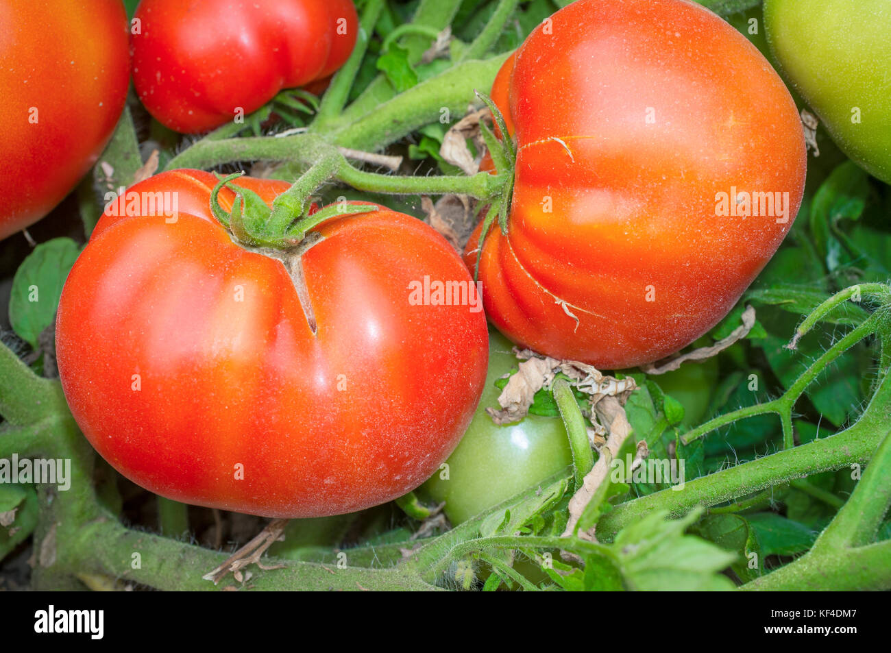 Red tomatoes on plant at local farm. Sustainable agriculture production ...