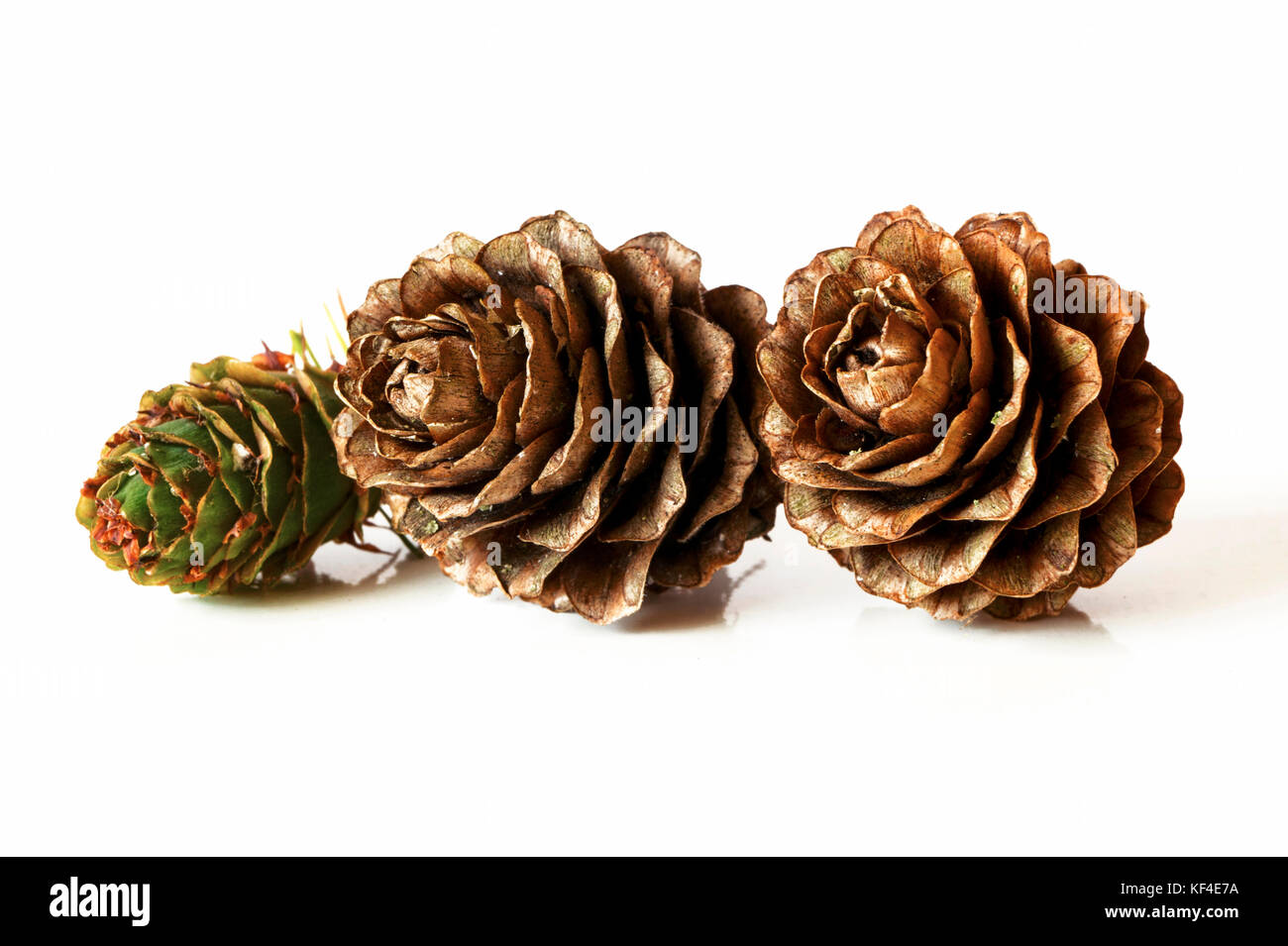 Wood larch tree natural Cut Out Stock Images & Pictures - Alamy