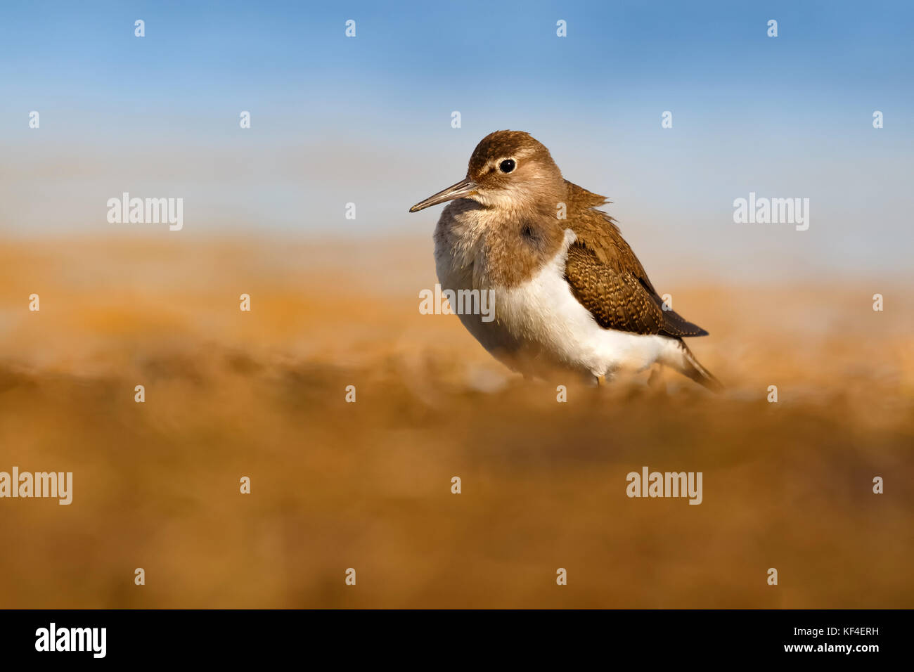 Beautiful wader bird on the ground an water of background. Common ...