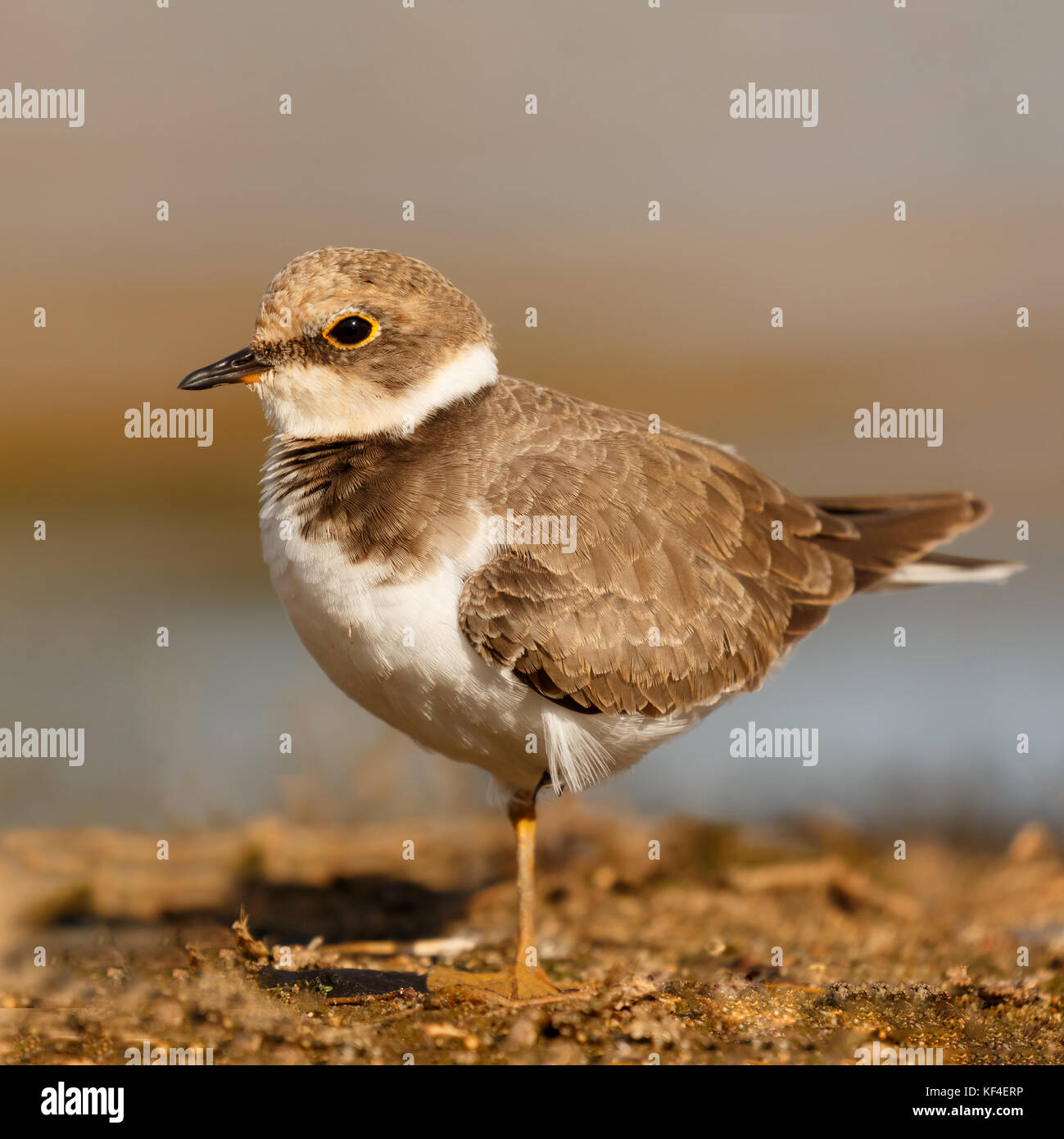 Little cute water bird. Nature background. Common bird Ringed Plover ...