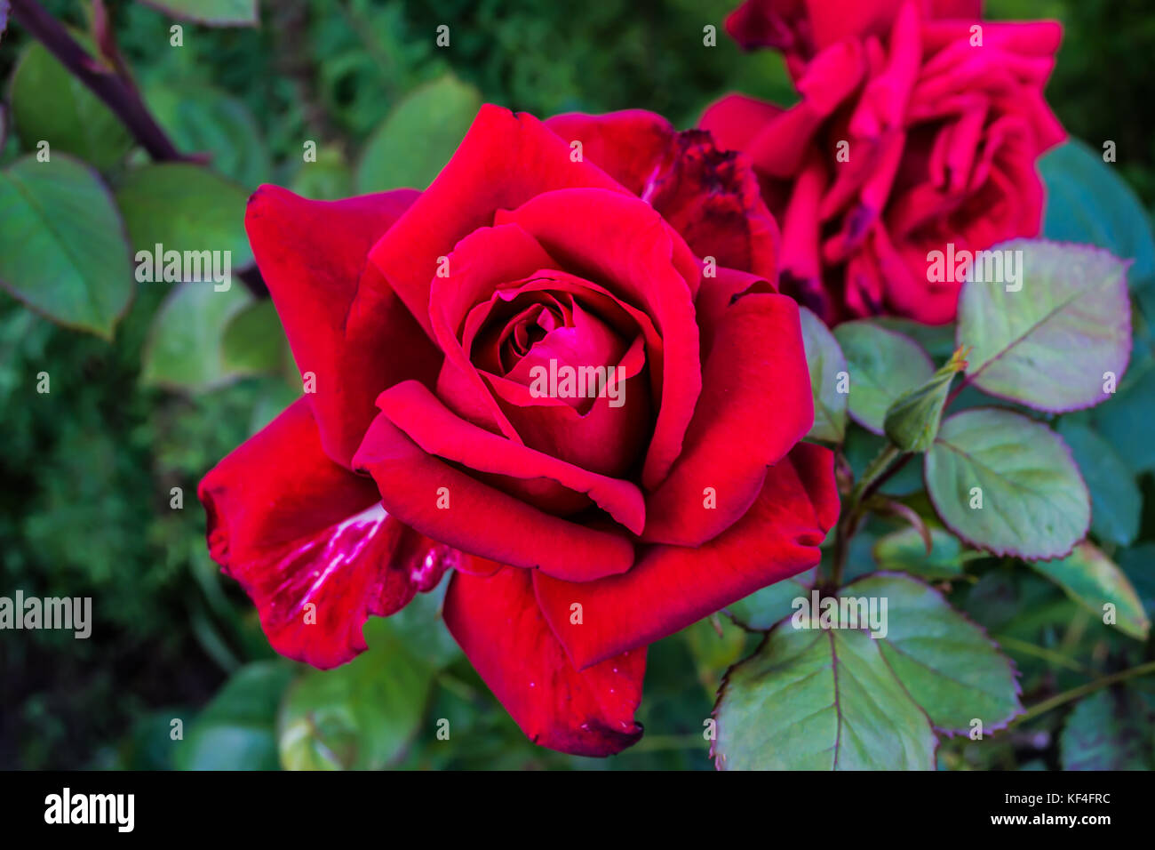 Rose in the garden in Poland on the summer Stock Photo - Alamy