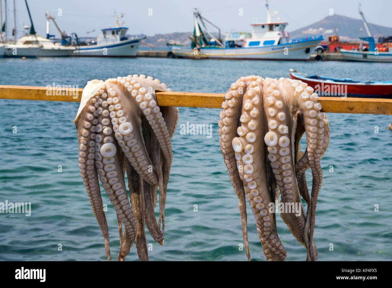Octopus tag hi-res stock photography and images - Alamy