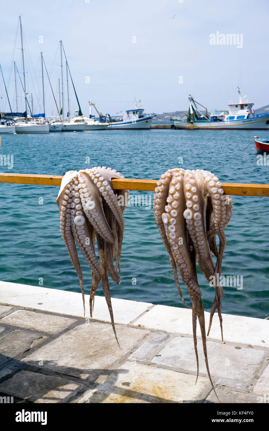 Octopus hanging for drying at harbour of Naxos-town, Naxos, Cyclades ...