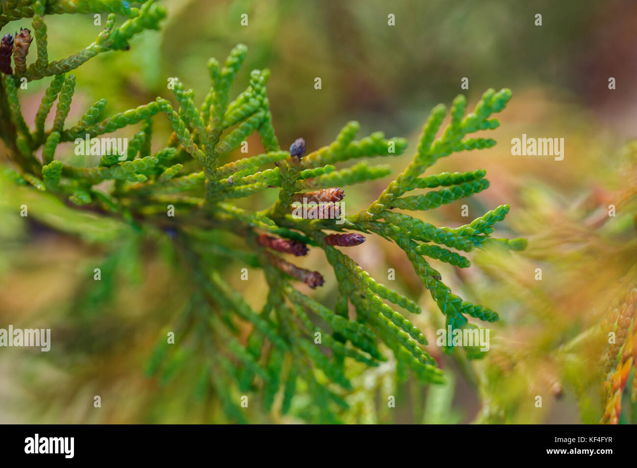 Beautiful green christmas leaves of Thuja trees with soft sunlight ...