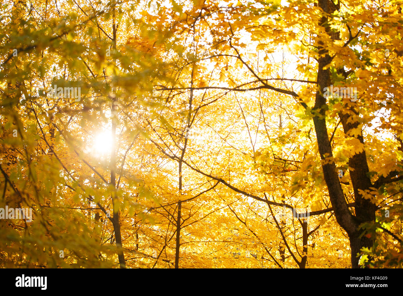 Vegetablecolors hi-res stock photography and images - Alamy