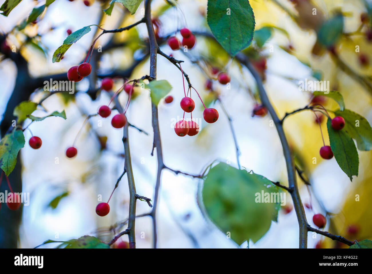 Bright hips of red berriea on branches. Autumn in the forest. A gloomy ...