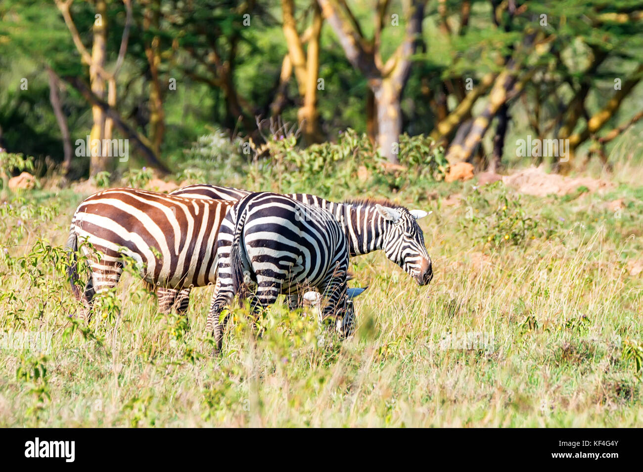 Zebras grazing in savanna Stock Photo - Alamy